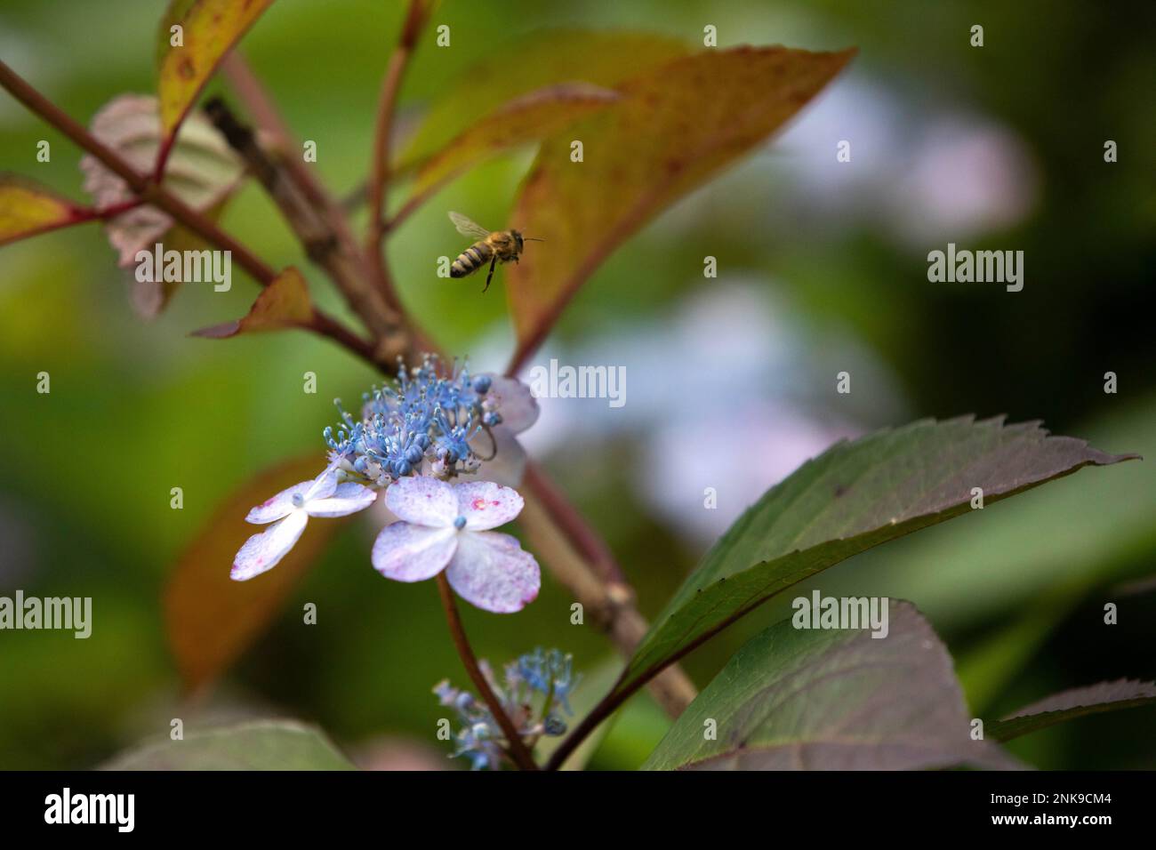 Bee on a Lacecap Hydrangea Stock Photo - Alamy