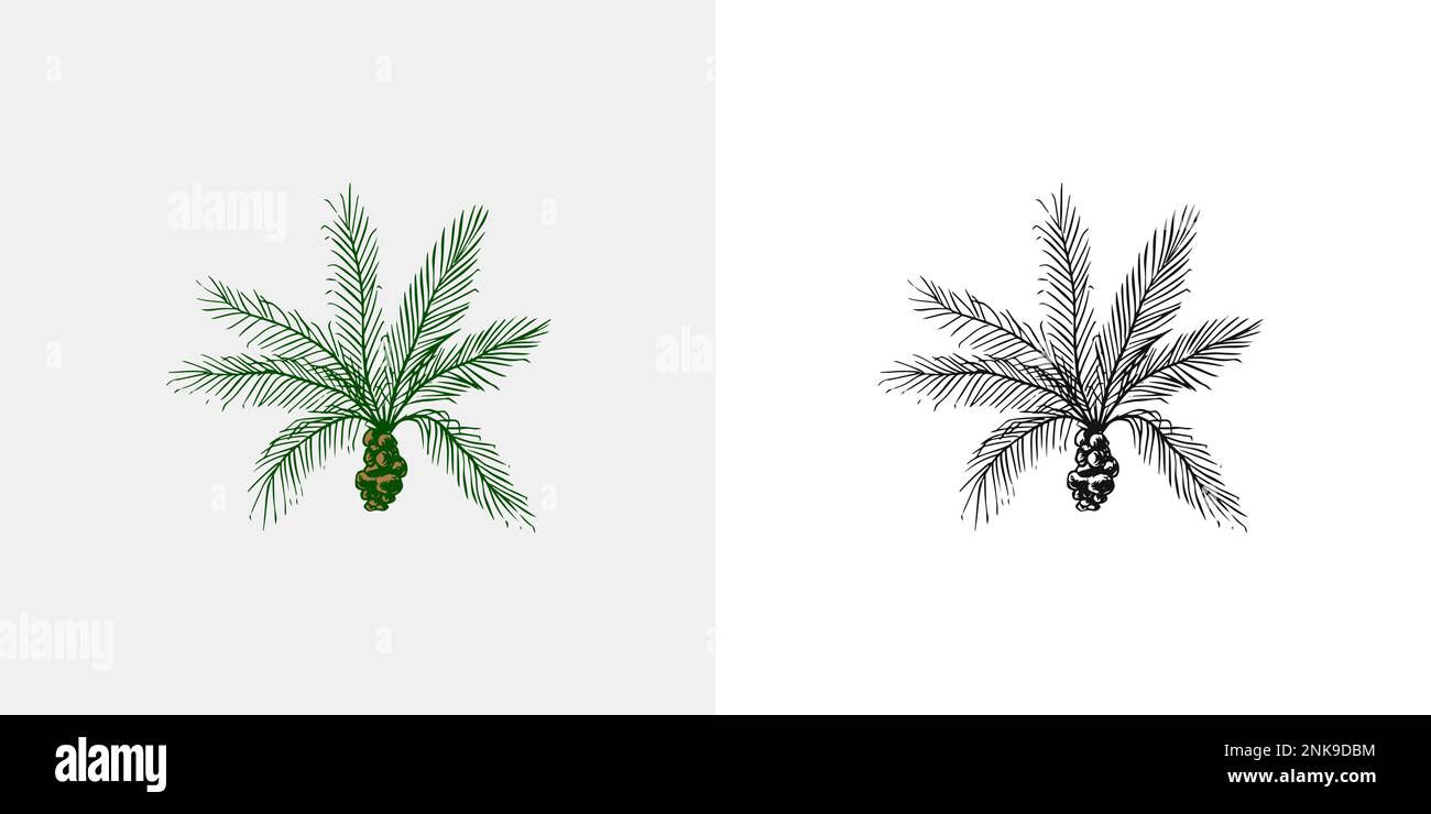 Coconut palm. Tropical trees exotic plants. Phoenix or Date varieties ...