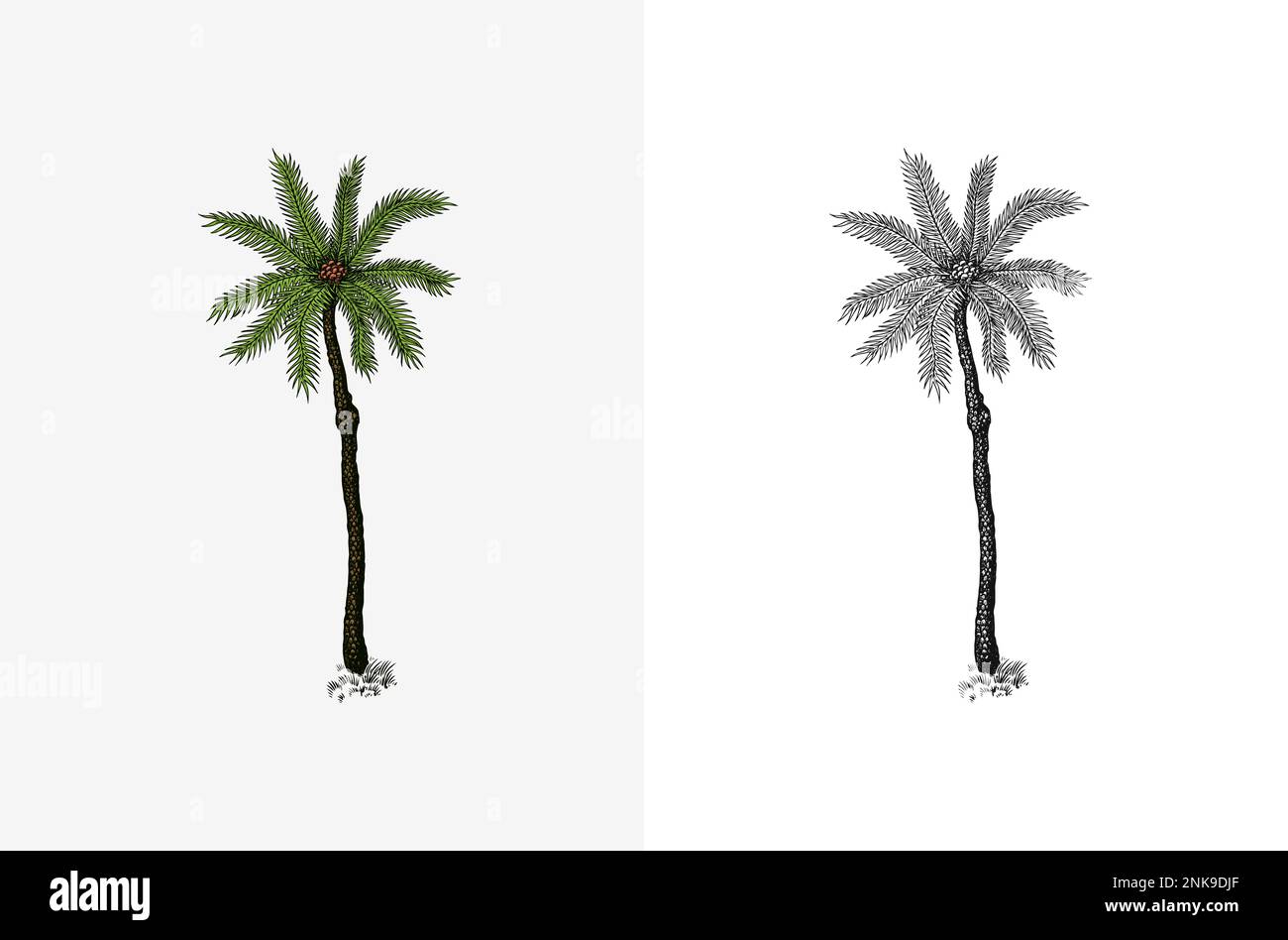 Coconut palm. Tropical trees exotic plants. Phoenix or Date varieties ...