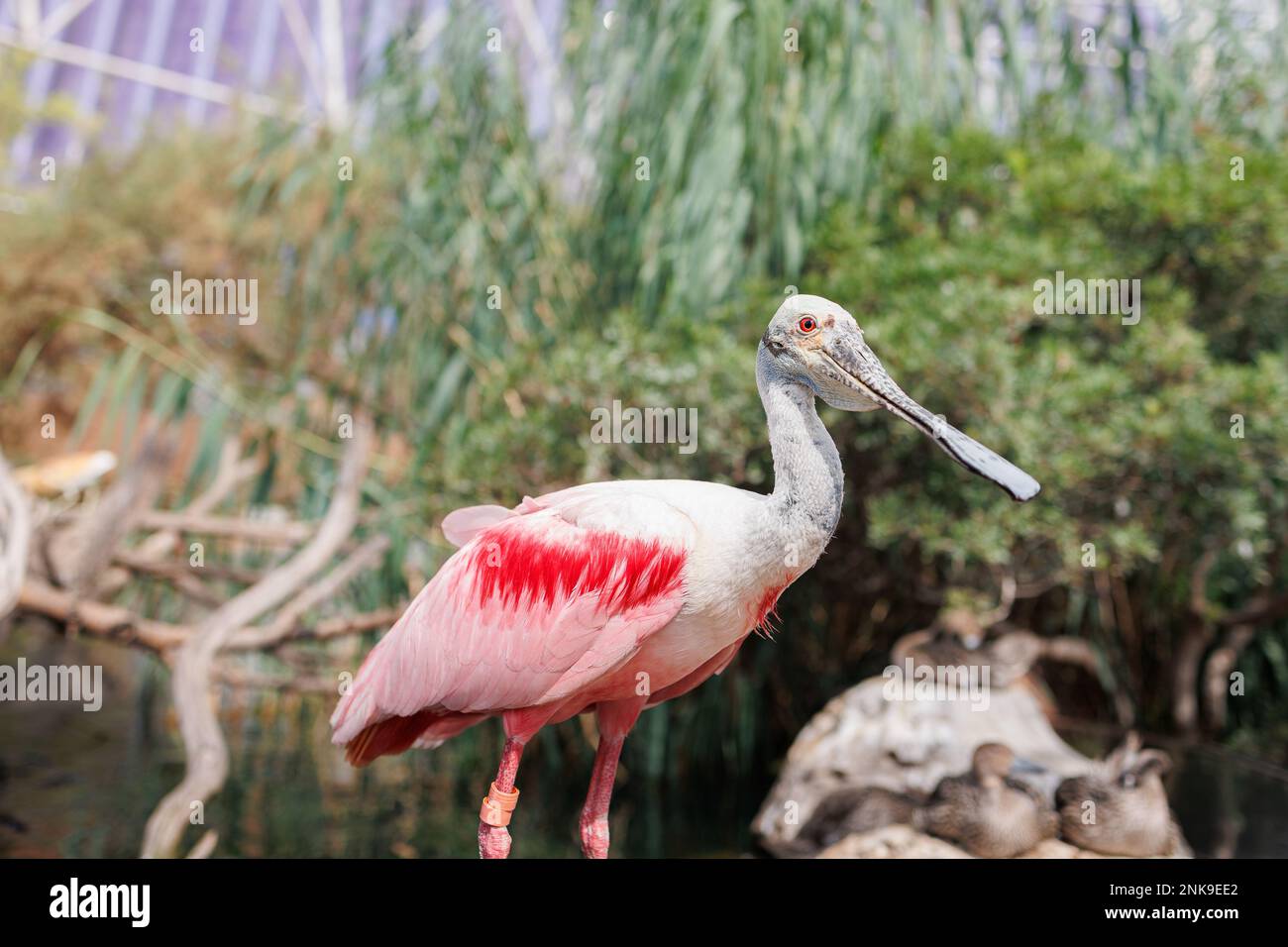 Roseate Spoonbill, Platalea ajaja, a Gregarious Wading Bird of the Ibis ...