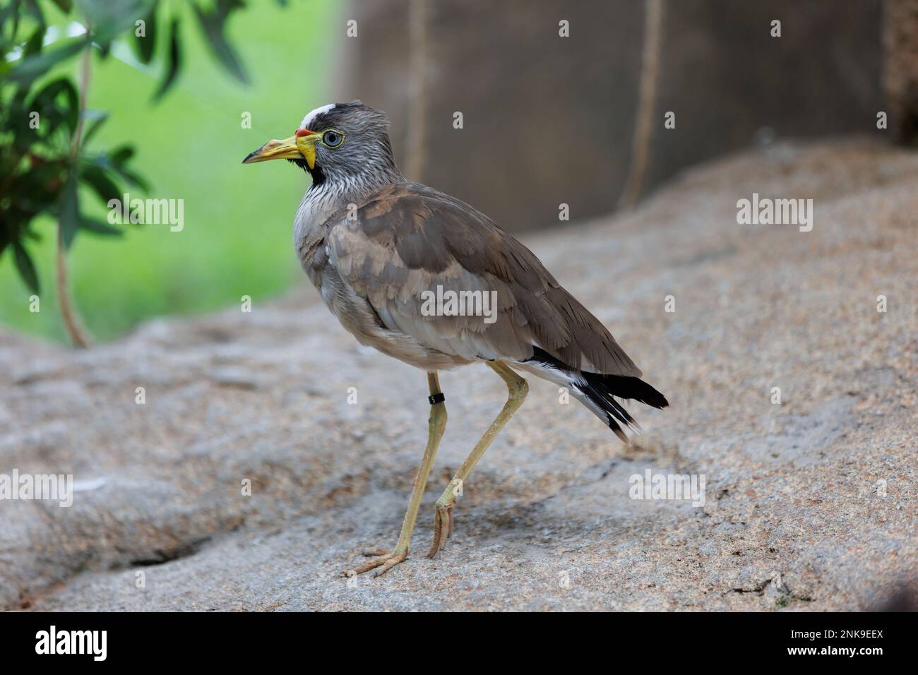 The African Wattled Lapwing - Vanellus senegallus - also known as the ...