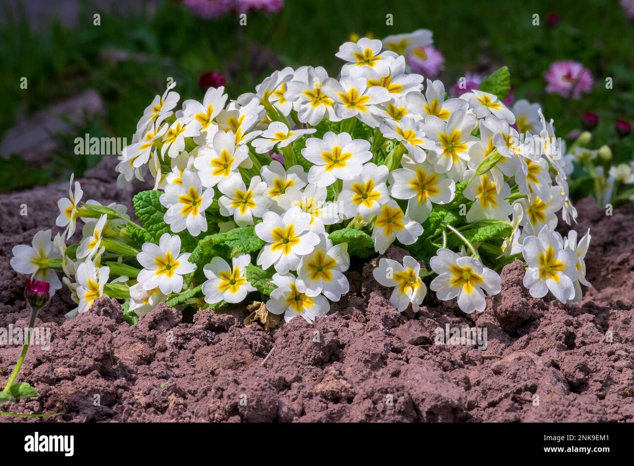 Primula vulgaris, the common primrose, bright flowering plant ...