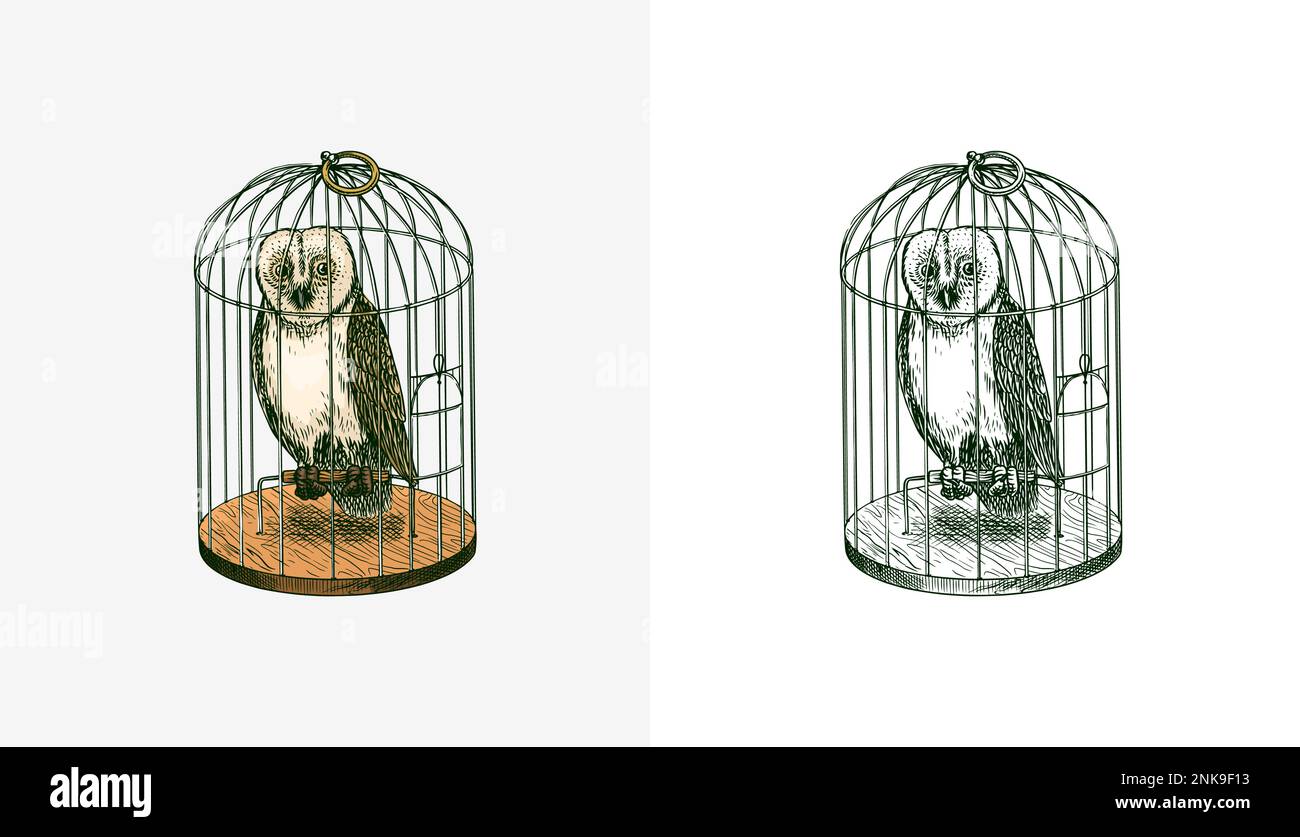Owl in a cage. Predatory forest Wild bird. Vintage engraving sketch ...