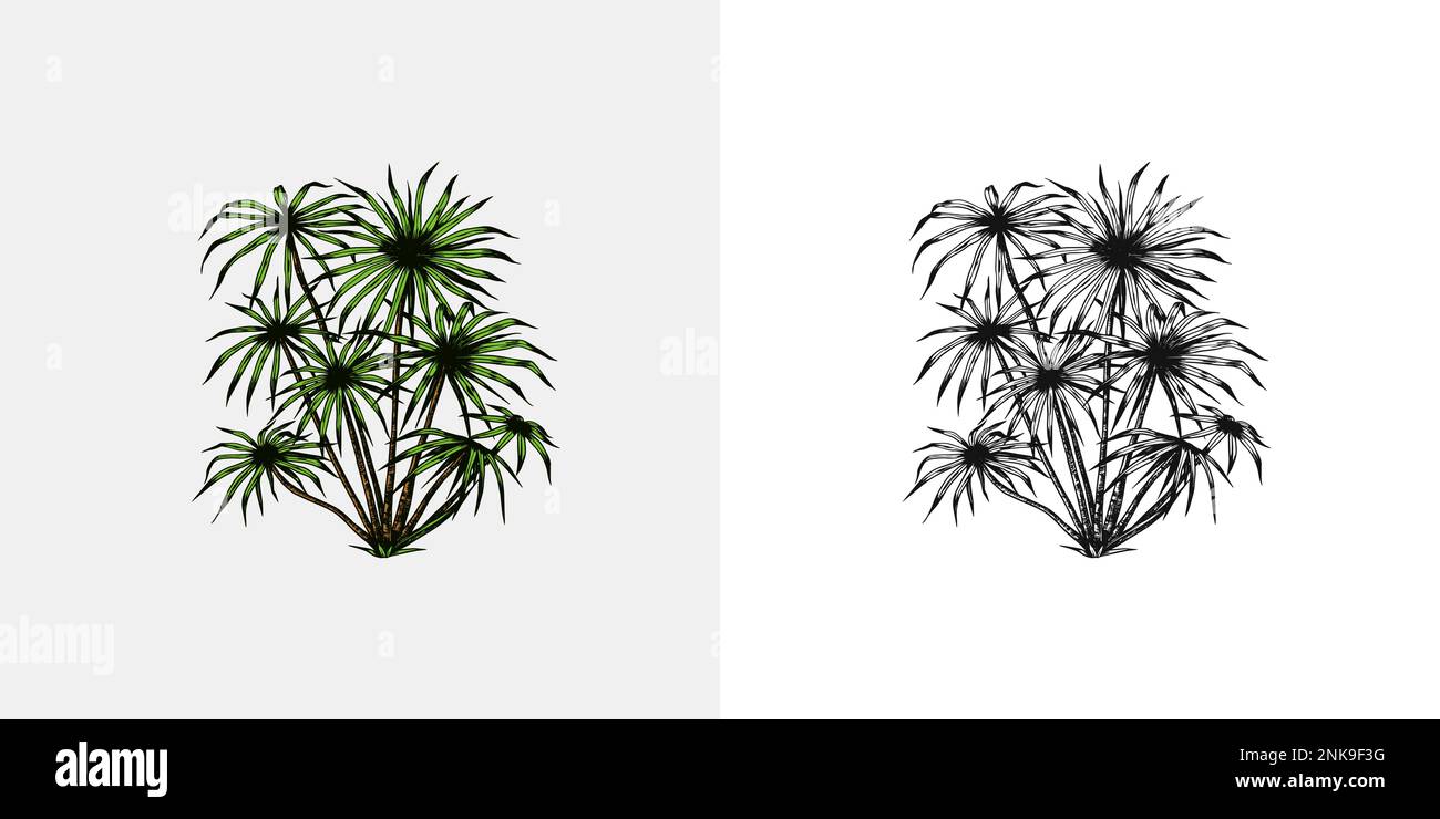 Phoenix or Date palm. Tropical trees exotic plants. Eastern landscape ...