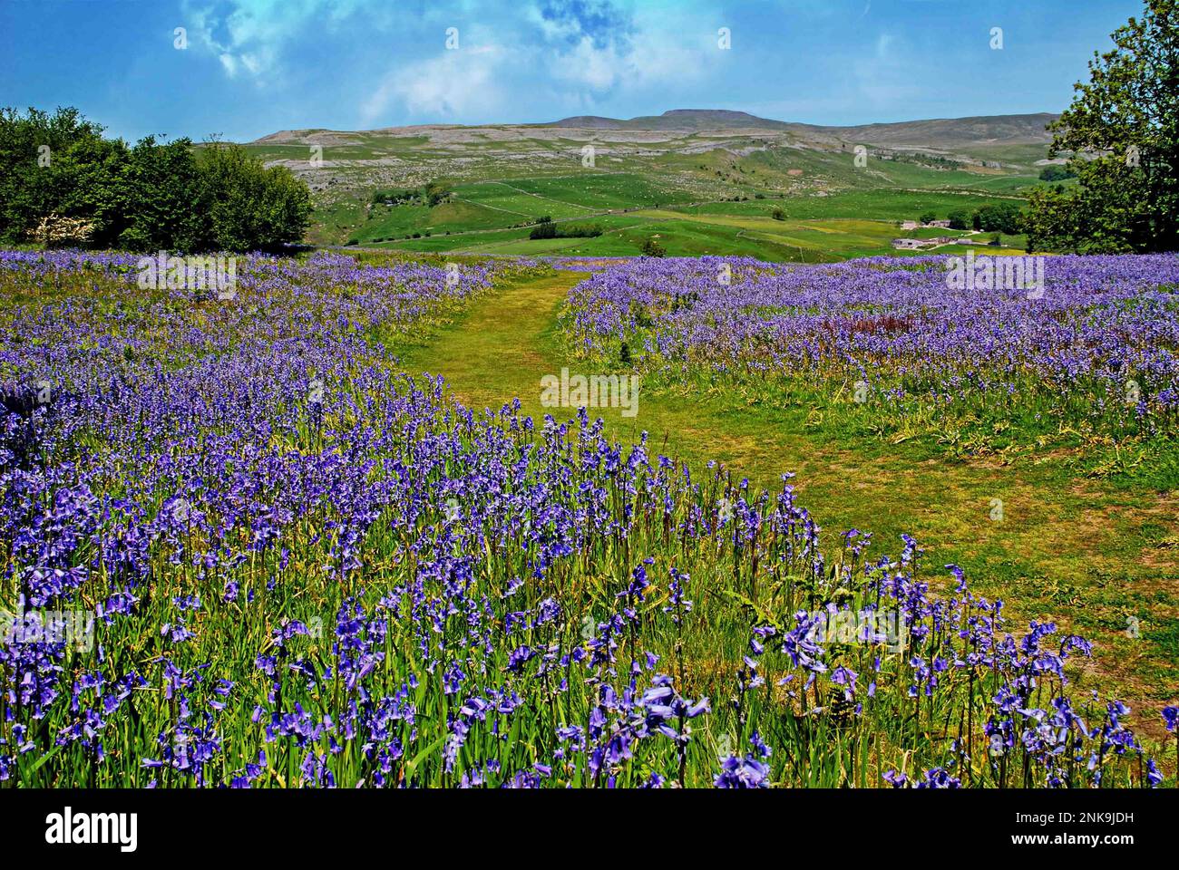 Bluebellsflowering in North Yorkshire near to Feizor & Wharfe ...