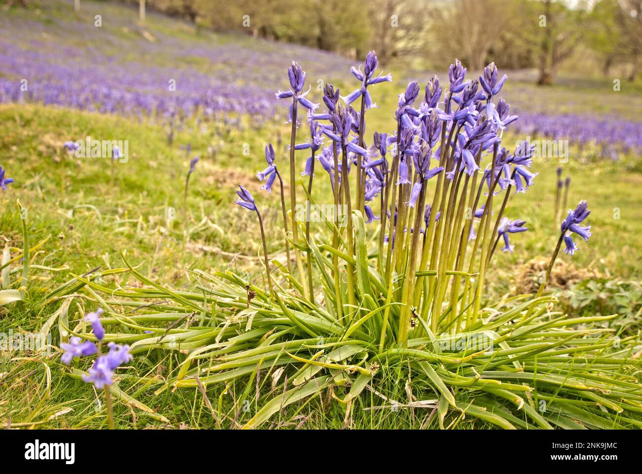 Bluebellsflowering in North Yorkshire near to Feizor & Wharfe ...