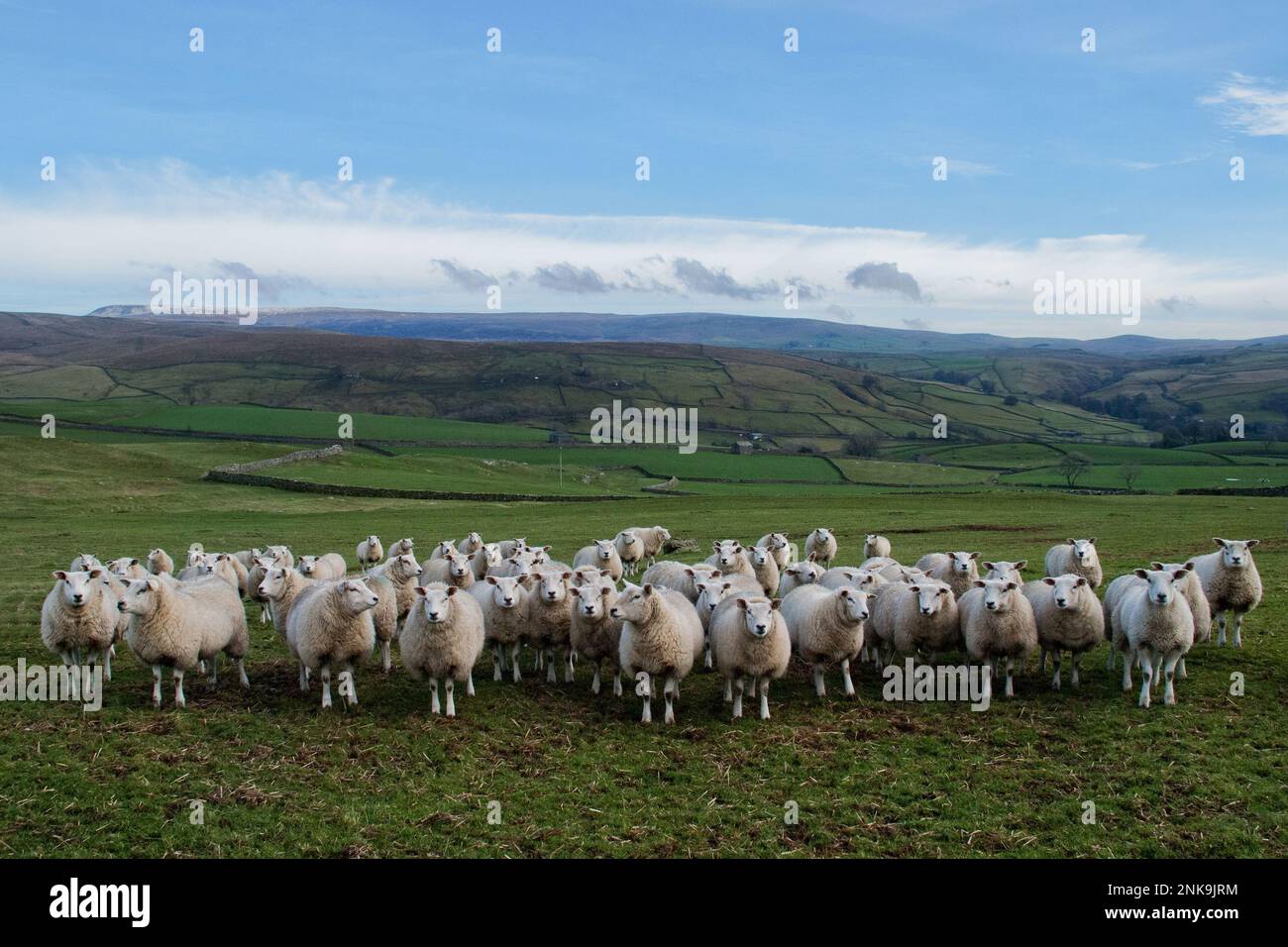 'Expectant' line of sheep anticipating winter feeding.....taken ...