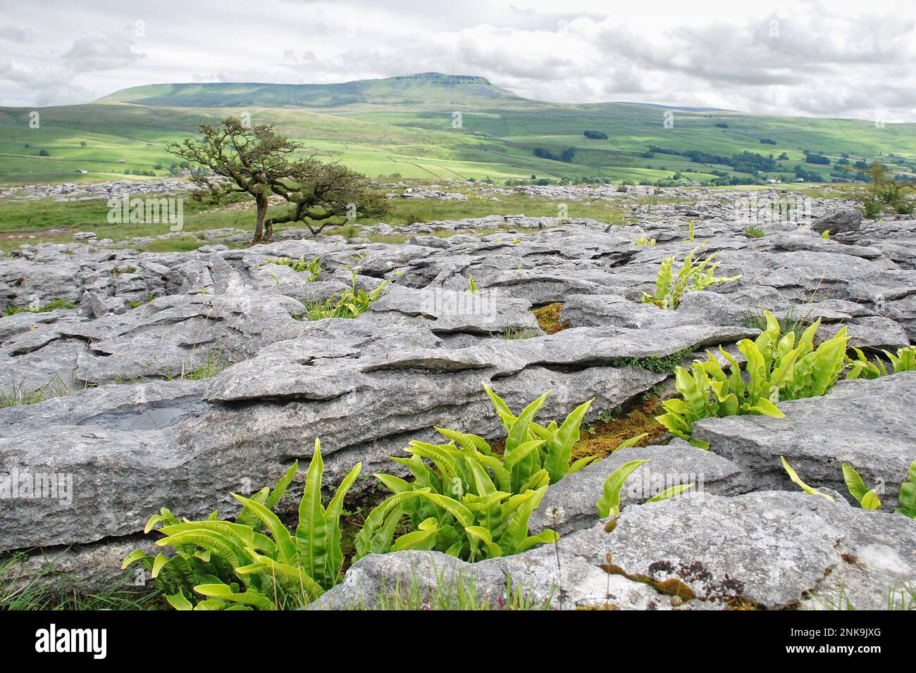 Commonly known as the harts tongue fern hi-res stock photography and ...