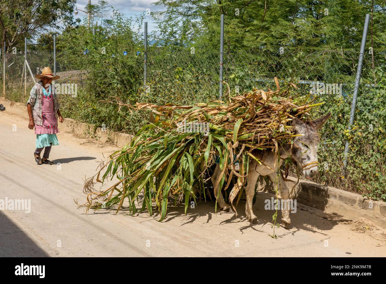 An older indigenous Zapotec woman with her burro loaded with corn ...