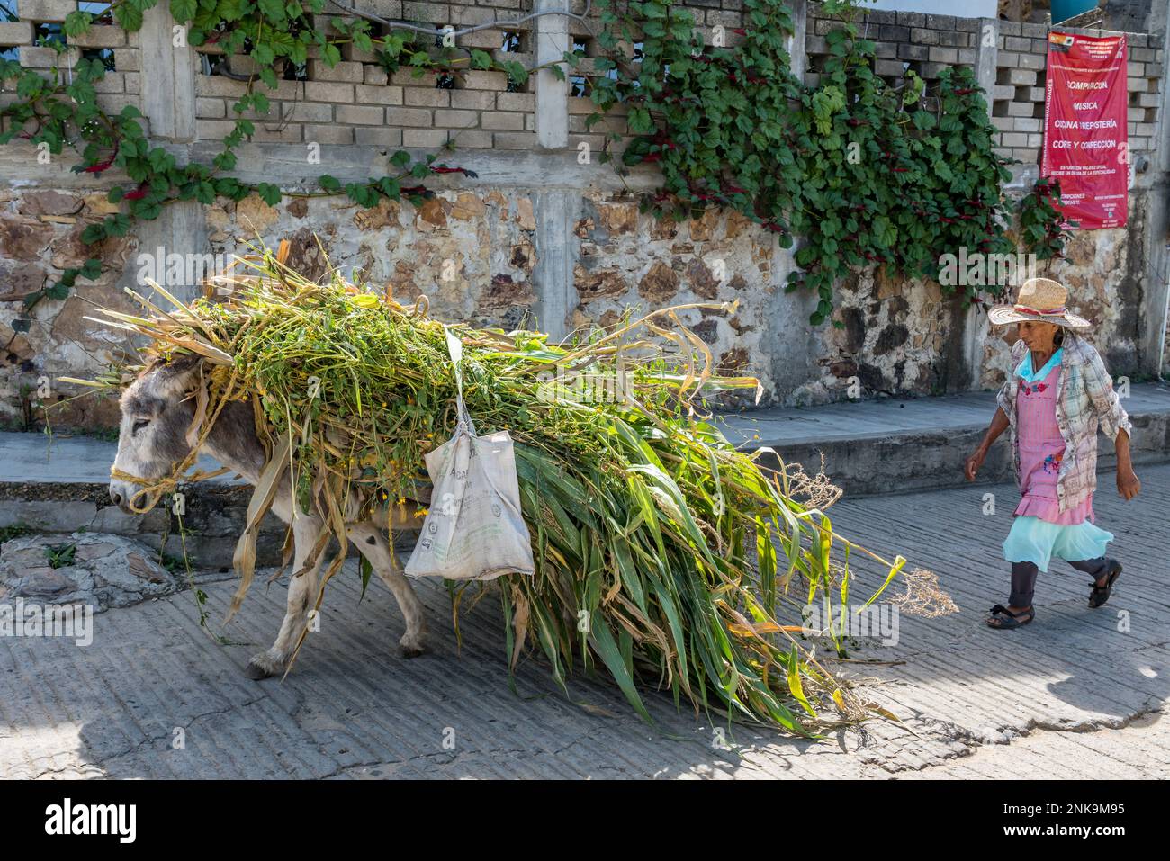 An older indigenous Zapotec woman with her burro loaded with corn ...