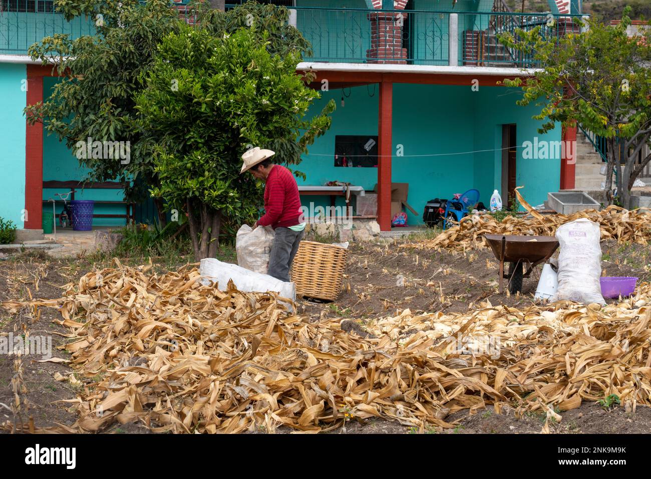 A farmer bags up harvested corn in San Miguel del Valle in Tlacolula ...