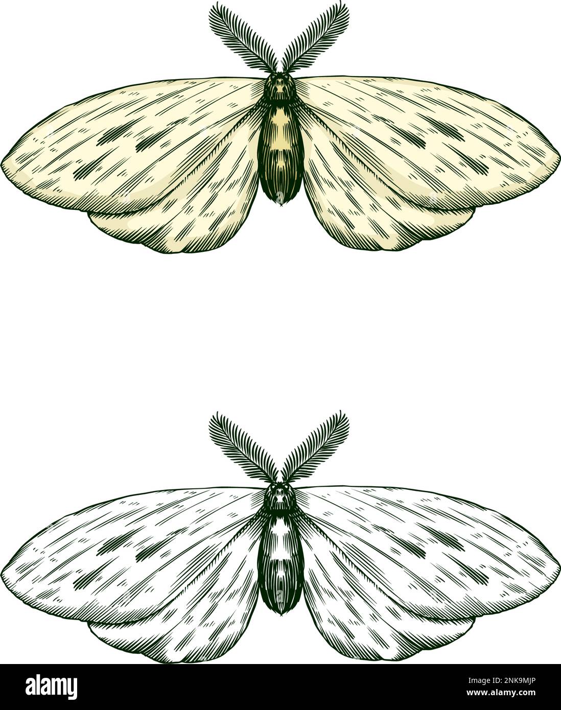 Butterfly hawk moth or Death. Bohemian sketch. Vintage engraving ...