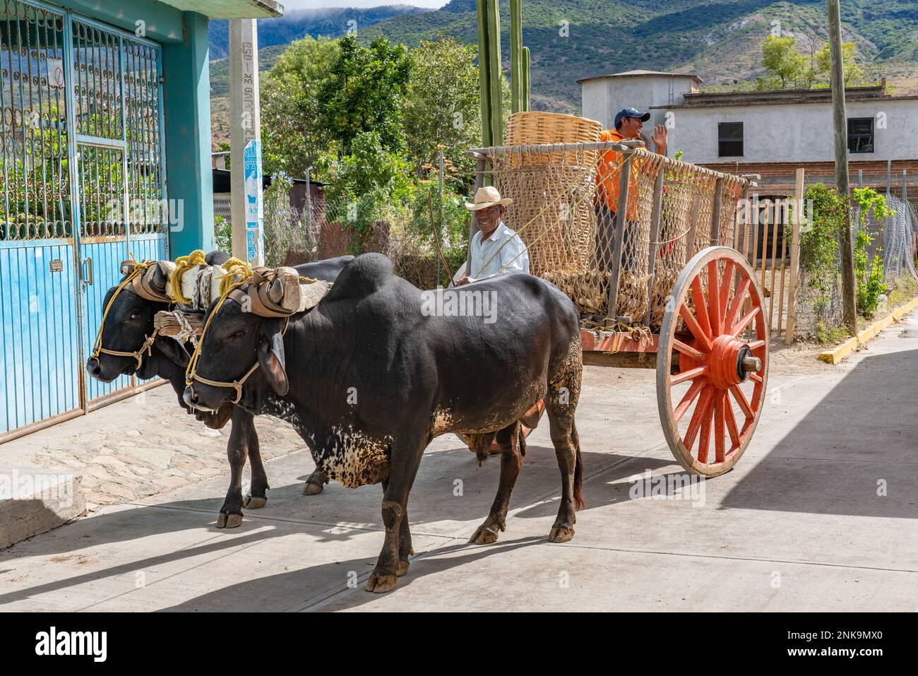 A farmer drives an oxcart of corn cobs on the street in San Miguel del ...