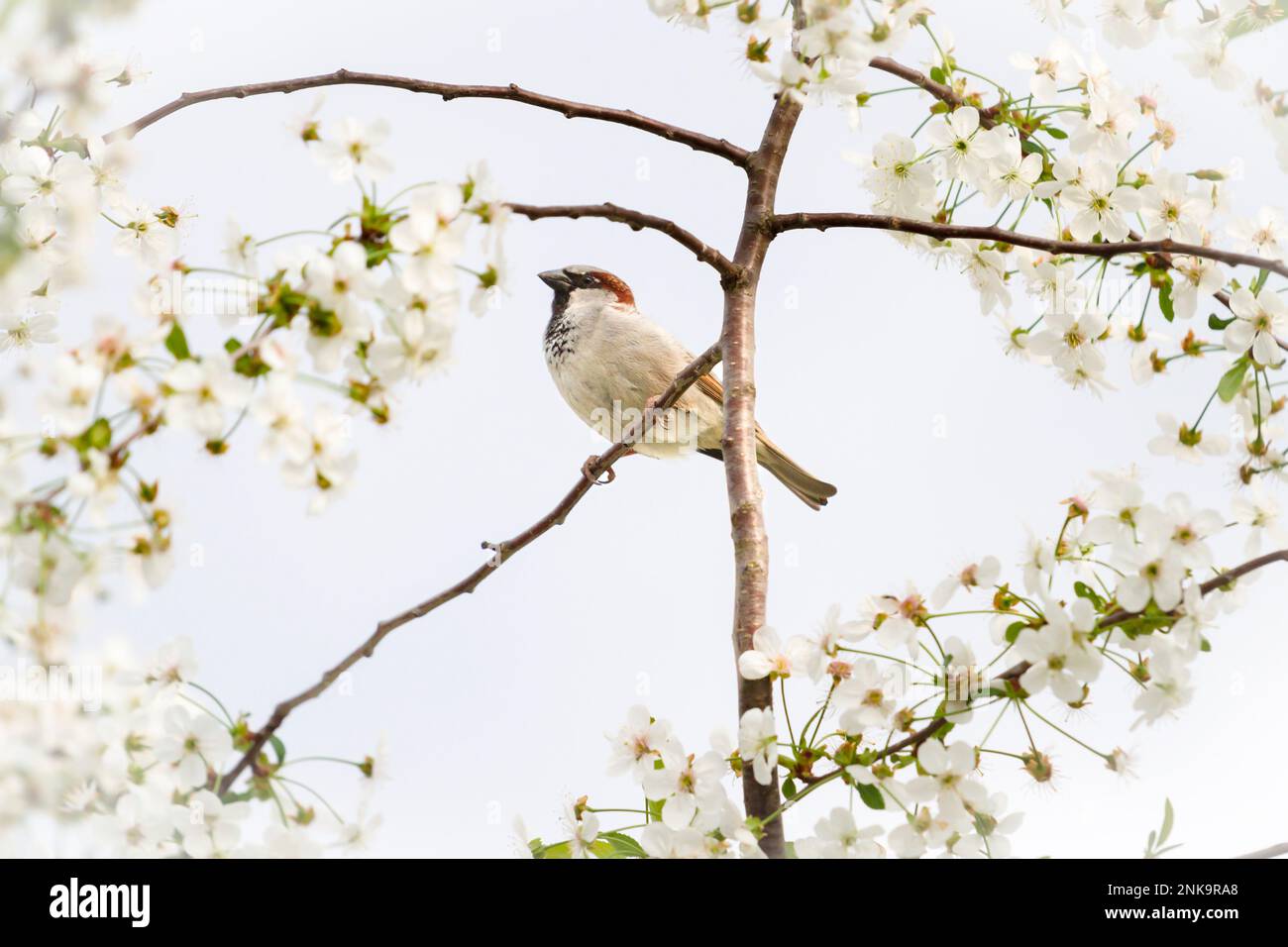 sparrow in spring among flowering branches Stock Photo - Alamy