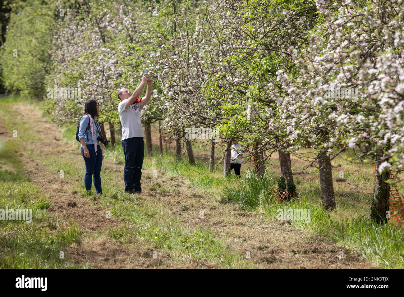 A person takes pictures of apple trees in bloom, during a visit to an ...