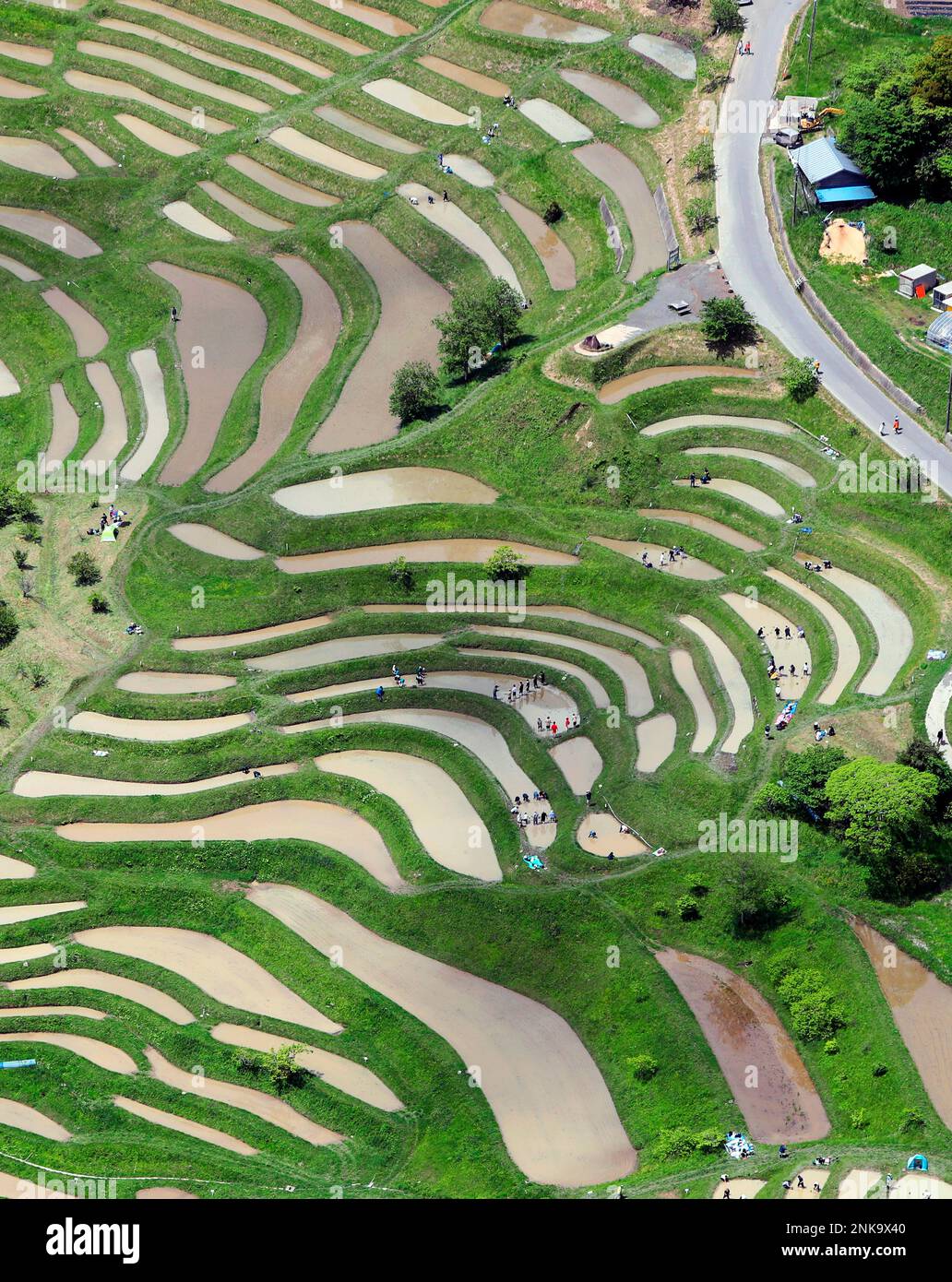 An aerial photo shows terraced rice fields "Oyama Senmaida" where many ...