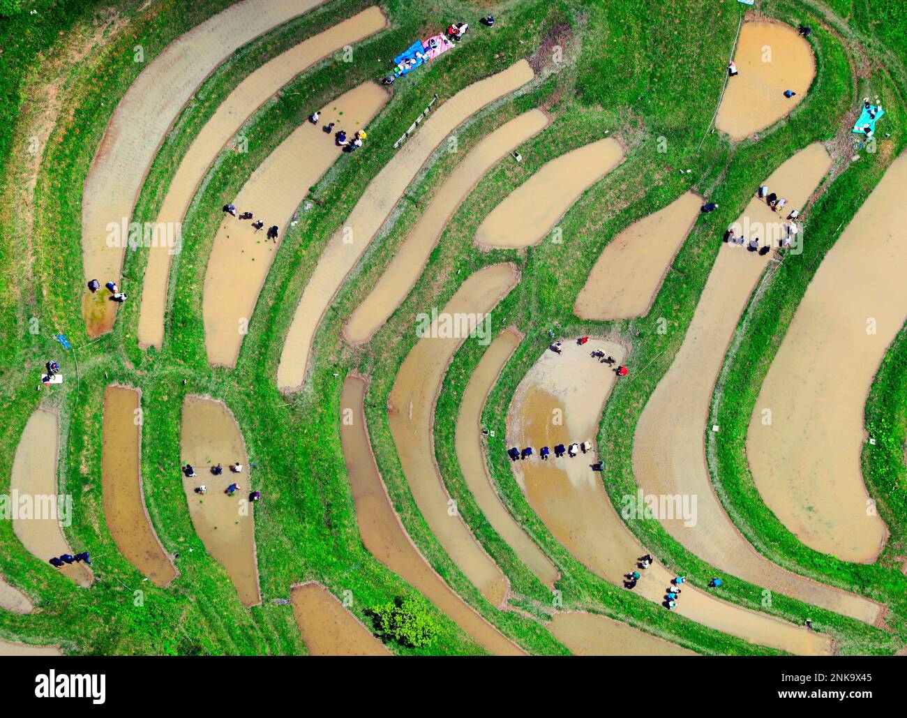 An aerial photo shows terraced rice fields "Oyama Senmaida" where many ...