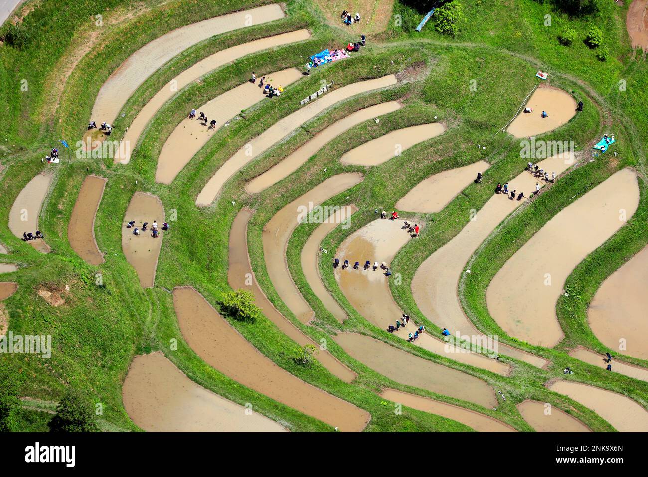 An aerial photo shows terraced rice fields "Oyama Senmaida" where many ...