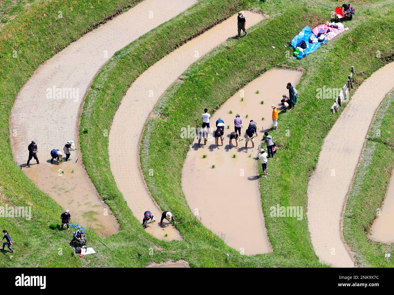 An aerial photo shows terraced rice fields "Oyama Senmaida" where many ...