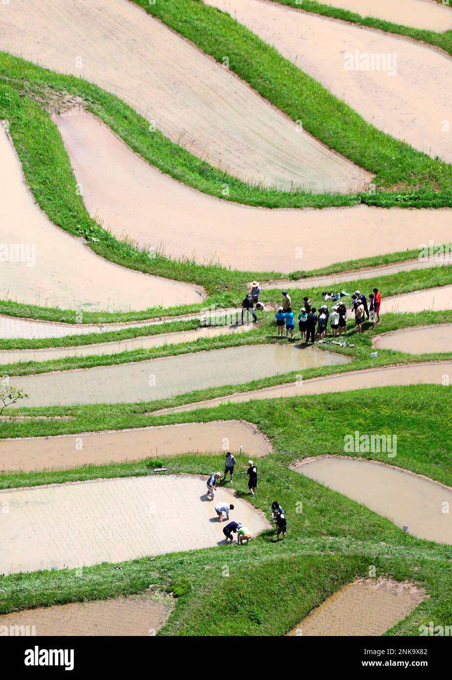 An aerial photo shows terraced rice fields "Oyama Senmaida" where many ...