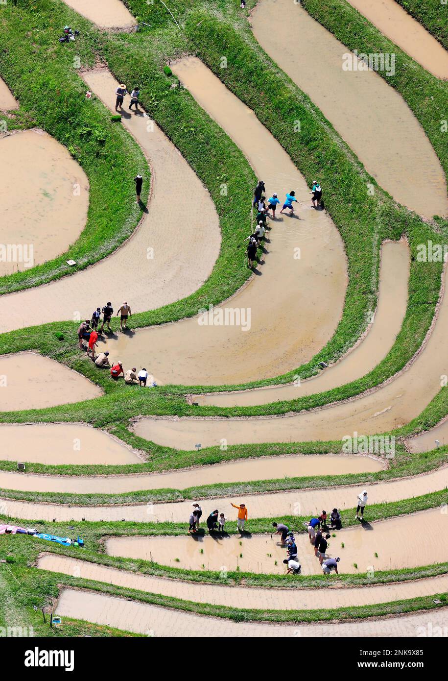 An aerial photo shows terraced rice fields "Oyama Senmaida" where many ...