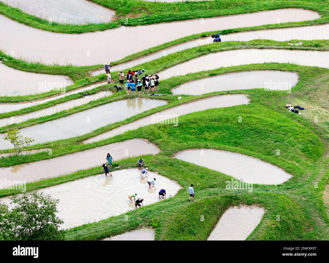 An aerial photo shows terraced rice fields "Oyama Senmaida" where many ...