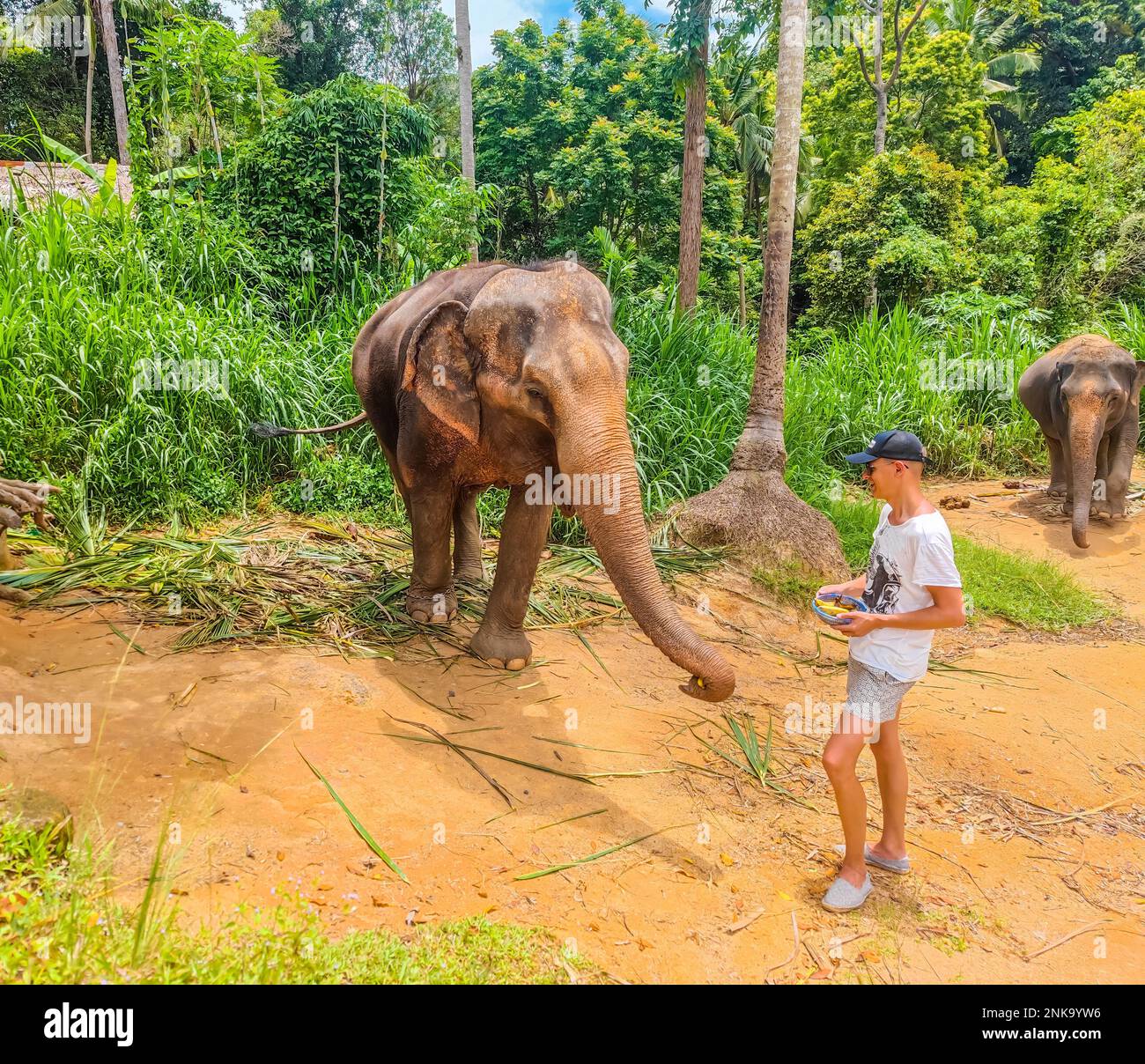 Man feeding adult elephant with banana in tropical green forest at ...