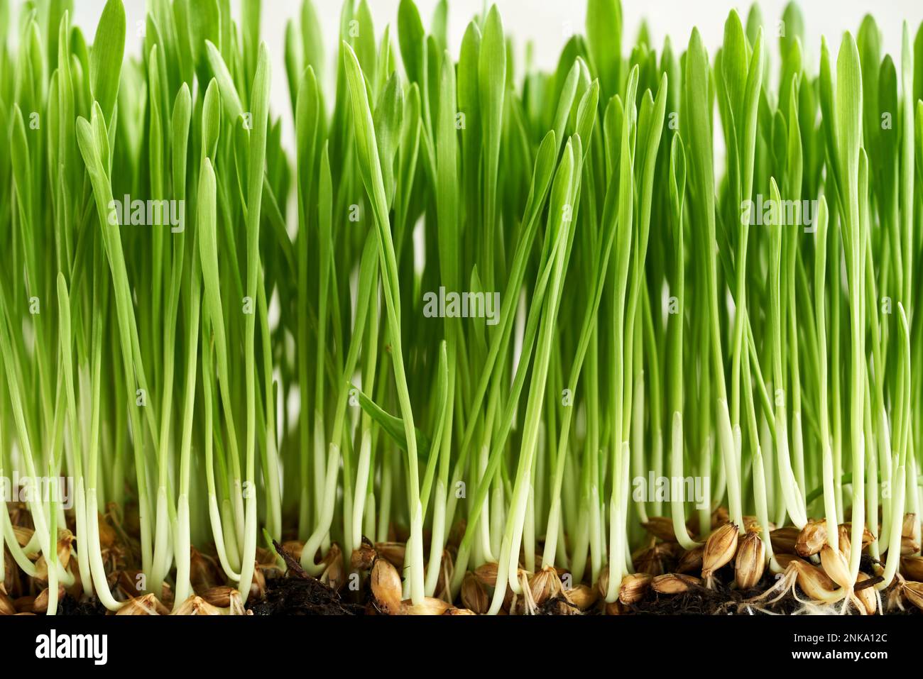 Fresh young green barley grass blades growing in soil, closeup Stock ...