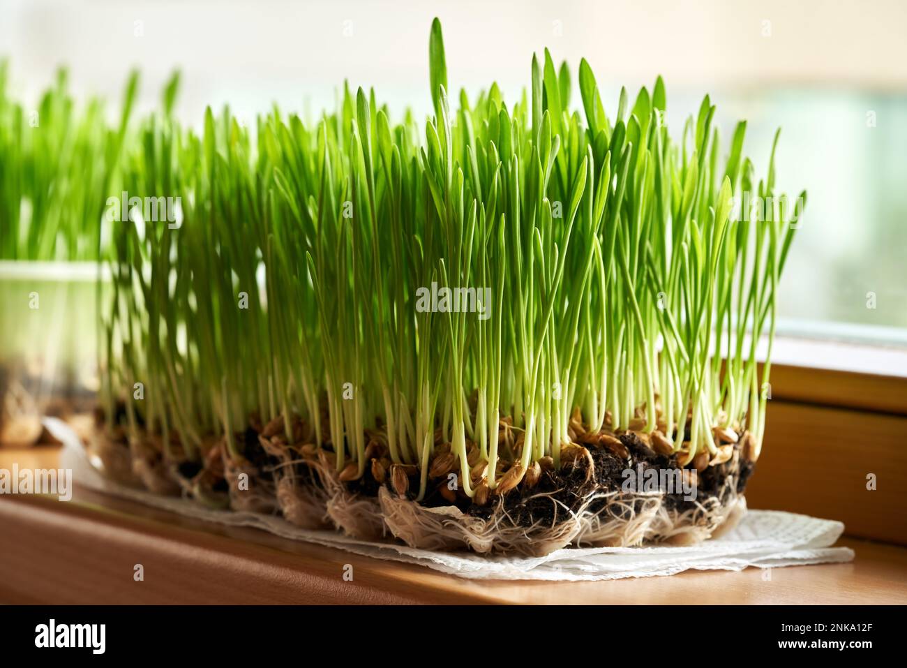 Fresh green barley grass growing in soil on the windowsill Stock Photo ...