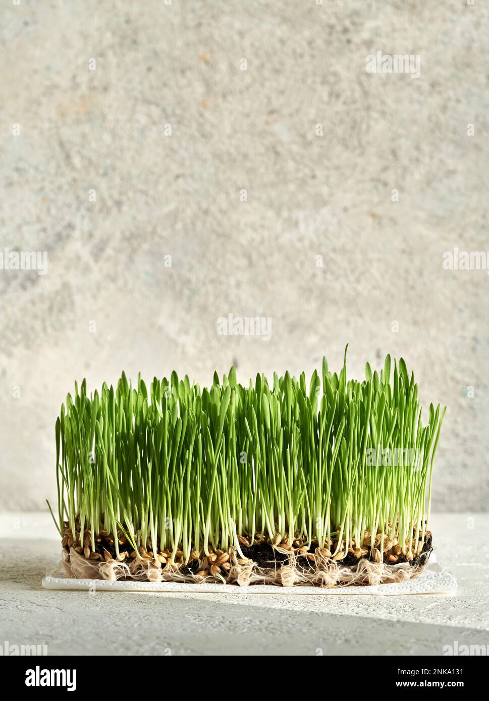 Fresh young green barley grass blades growing in soil, with copy space ...