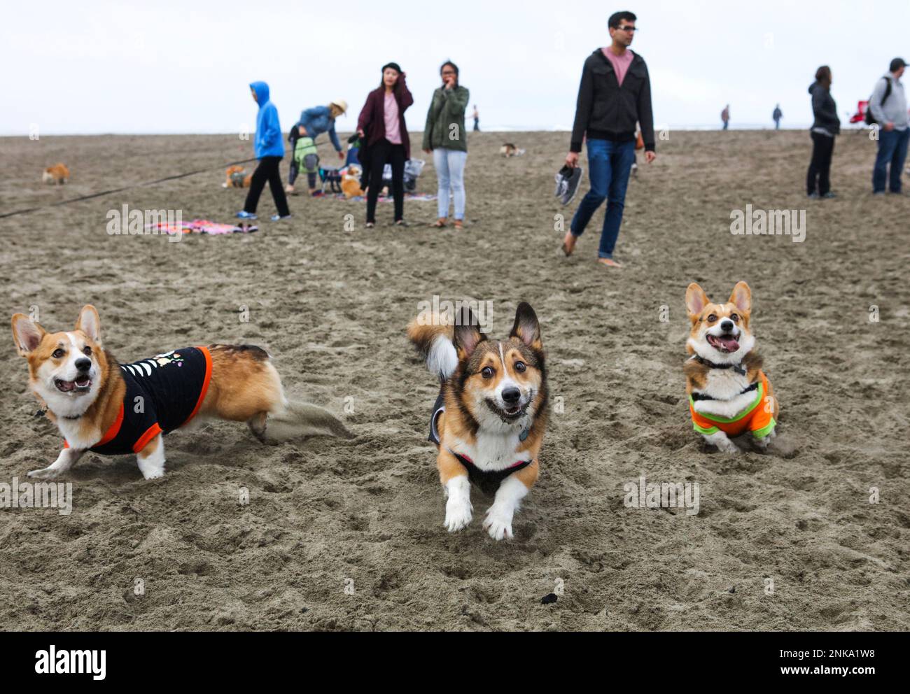 Thousands Of Corgis