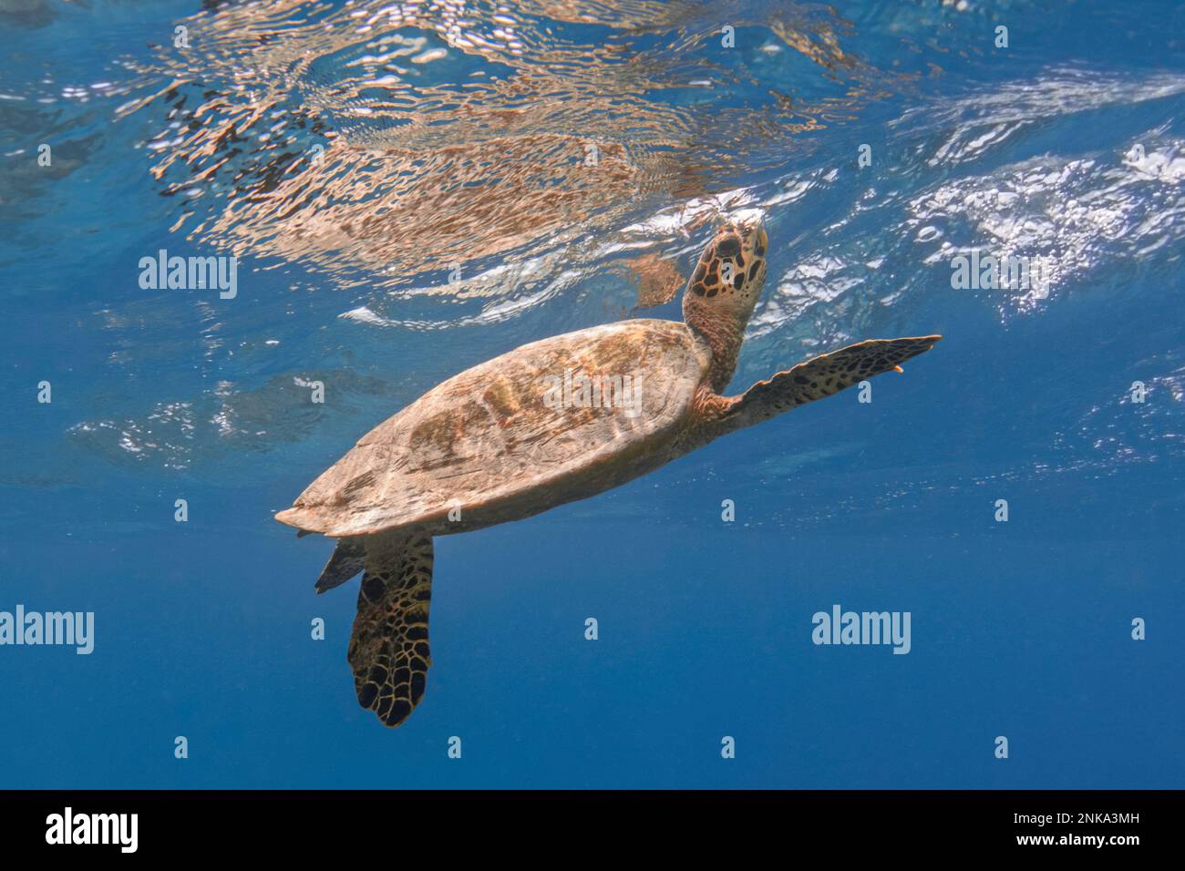Hawksbill sea turtle breathes air in the blue sea. Tropical tortoise ...