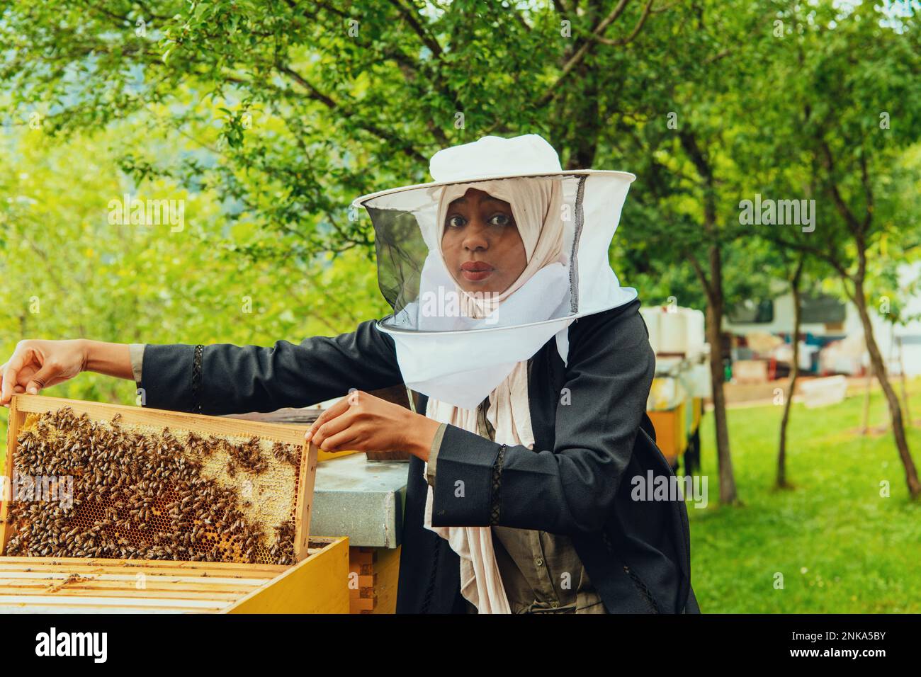Hijab Arabian woman checking the quality of honey on the large bee farm ...