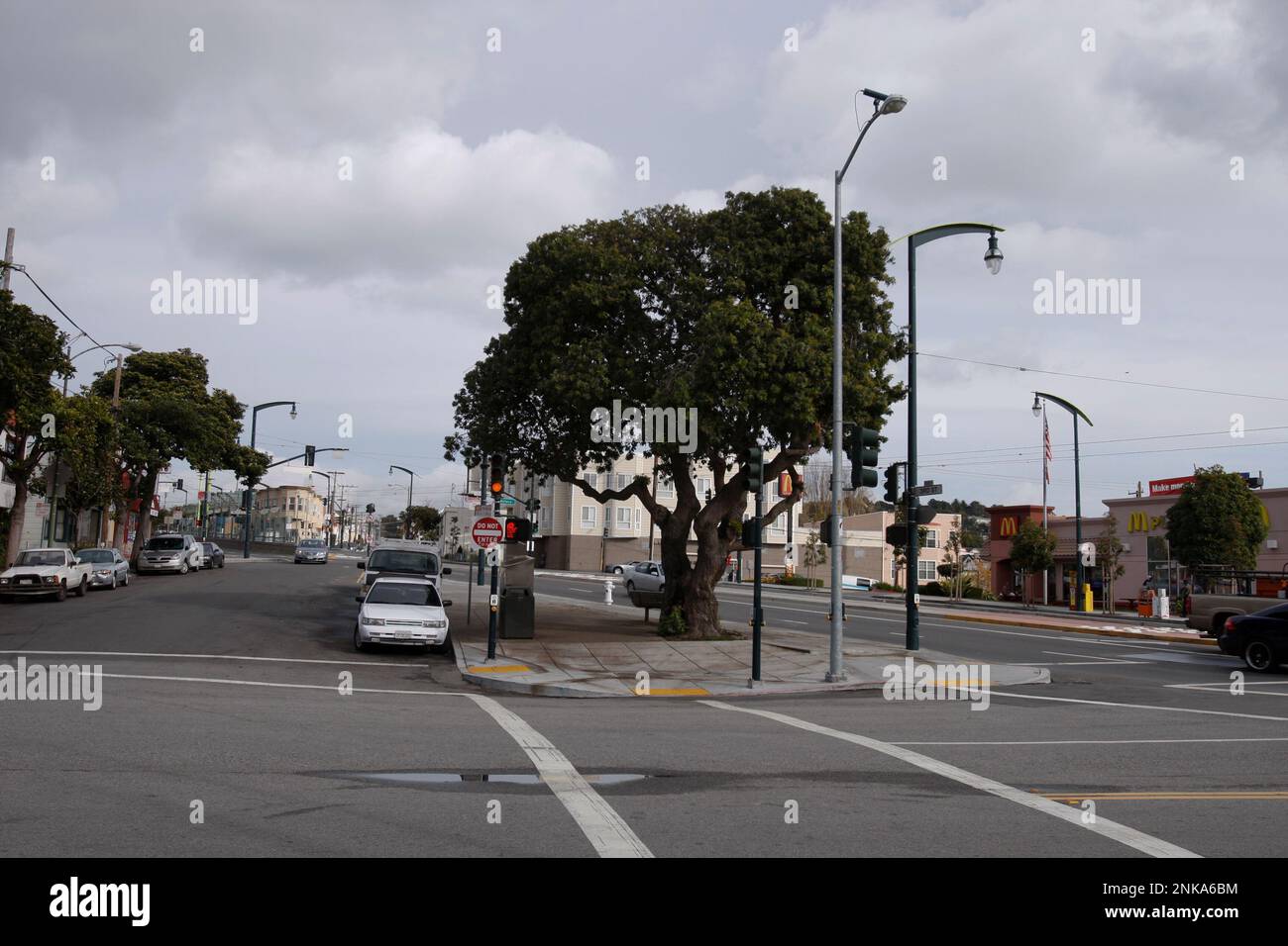 San Francisco has started giving trees landmark status. This tree is at ...
