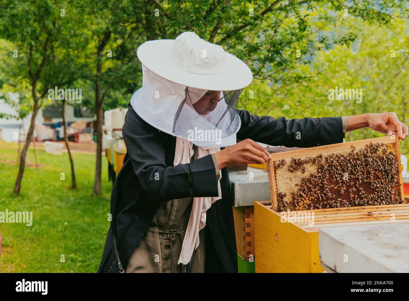 Hijab Arabian woman checking the quality of honey on the large bee farm ...