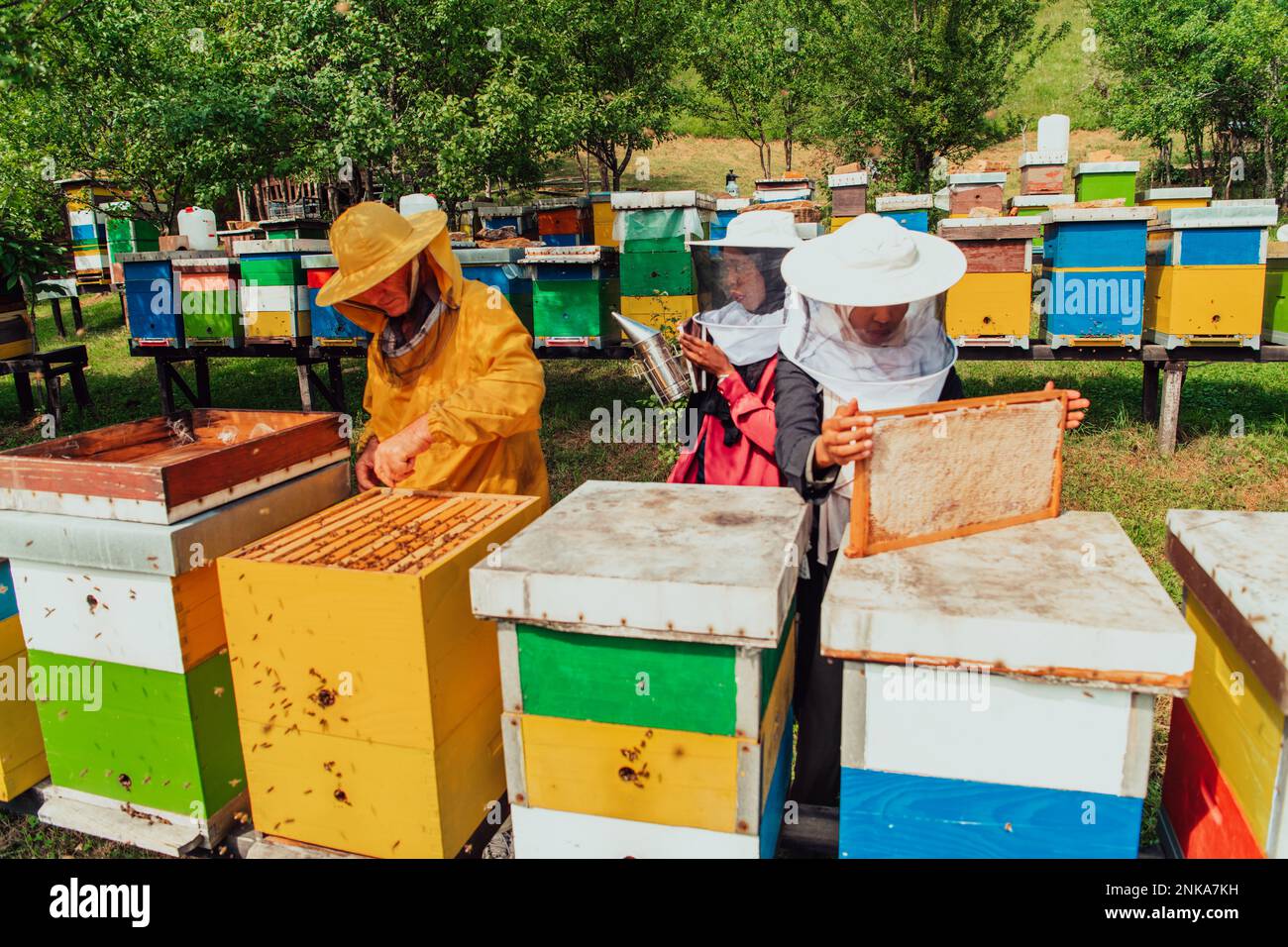 Arab investors checking the quality of honey on a large bee farm in ...
