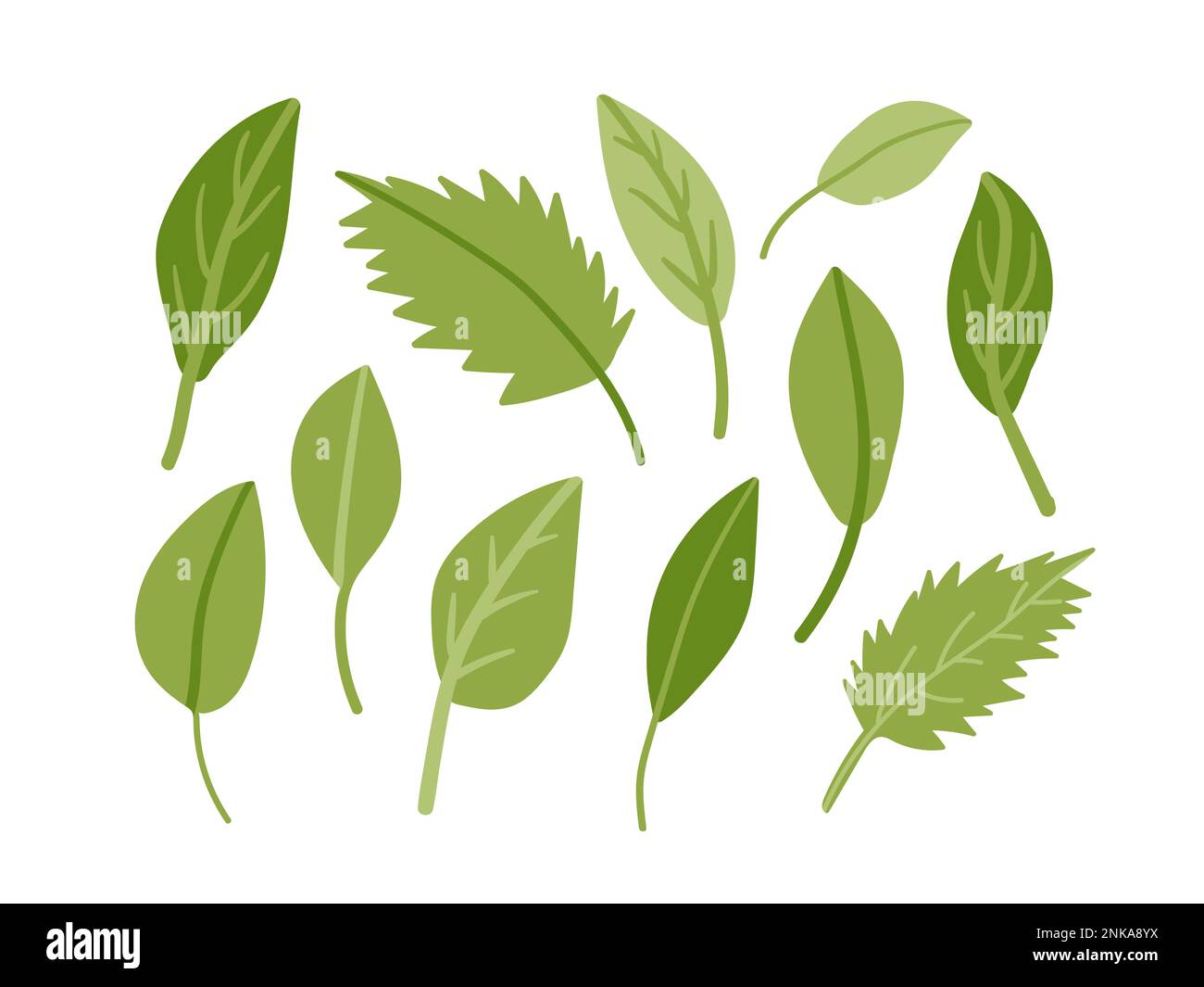 Doodle different kinds of leaves set Stock Vector Image & Art - Alamy