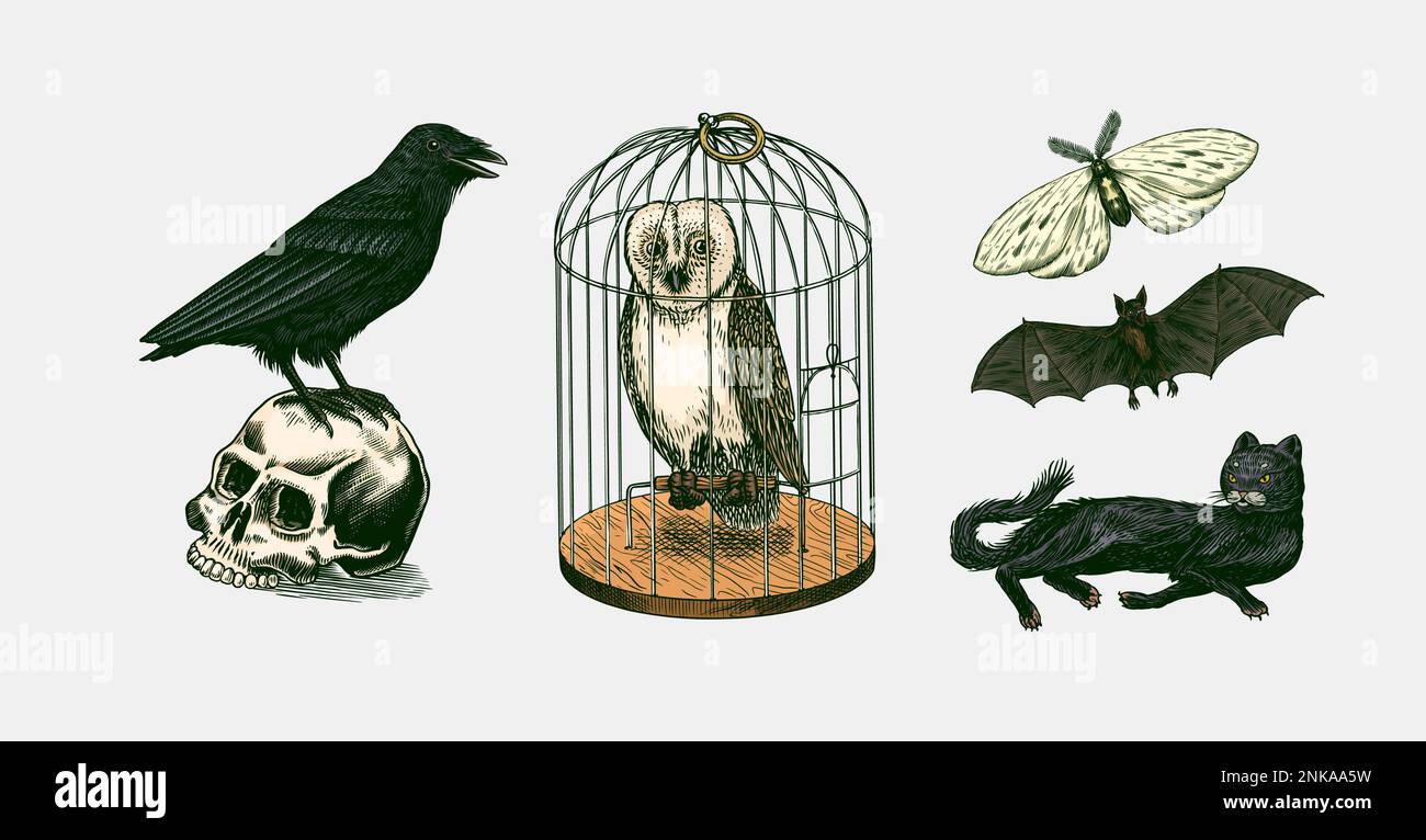 A crow on a skull, an owl in a cage, a bat, black cat and hawk moth or ...