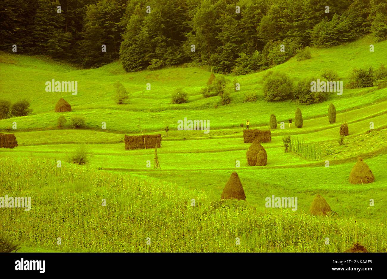 Solonetu Nou, Suceava County, Romania, 2001. Landscape with haystacks ...