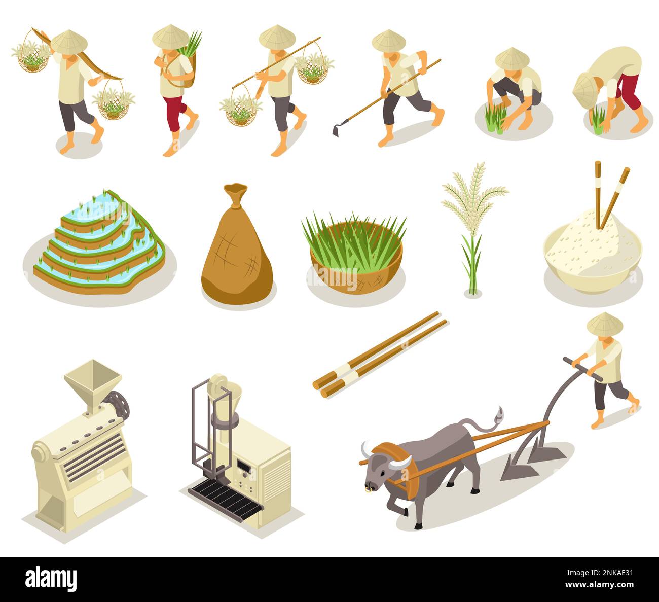 Rice production isometric set with isolated icons of gathering and ...