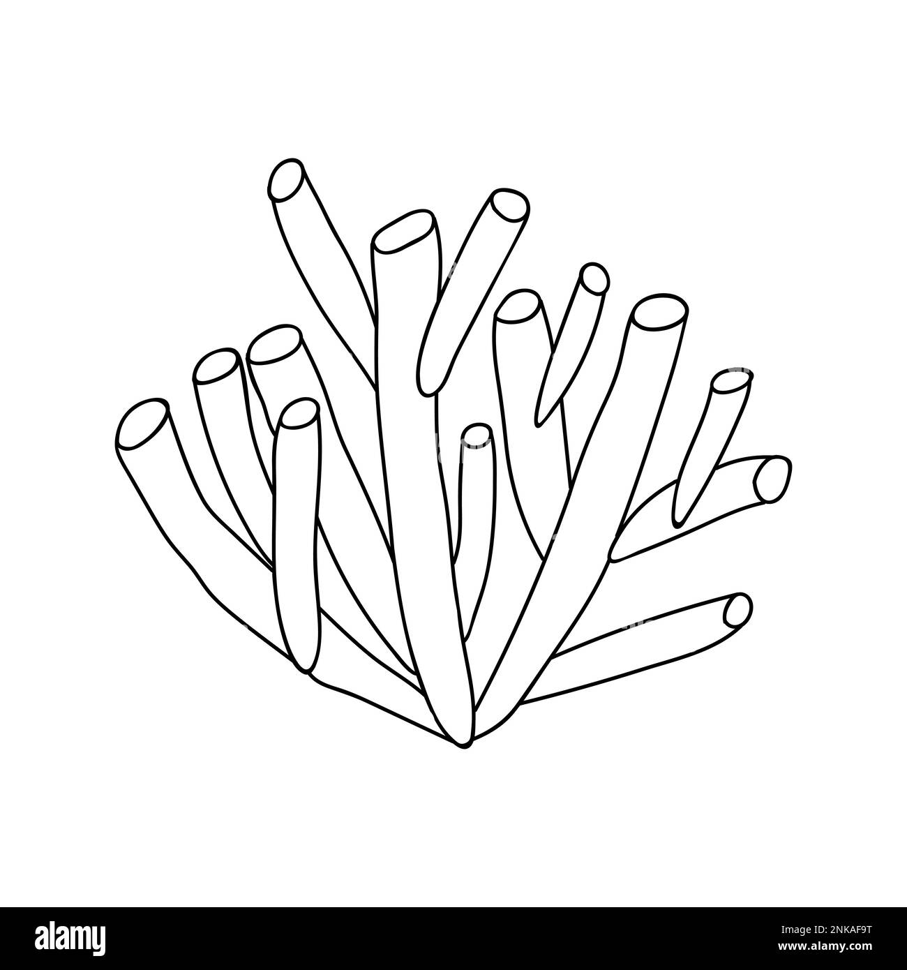 Hand drawn coral reef illustration Stock Vector Image & Art - Alamy