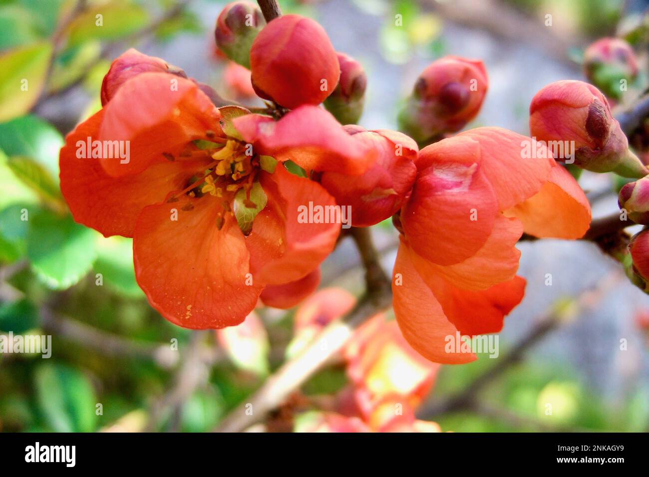 Maules quince red flowers hi-res stock photography and images - Alamy