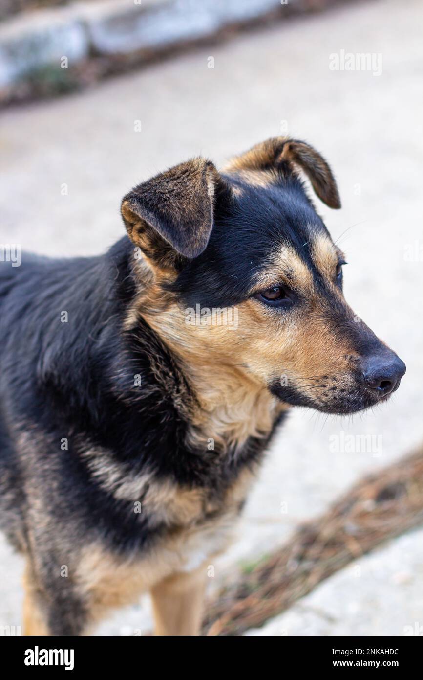 Big dog barking hi-res stock photography and images - Alamy