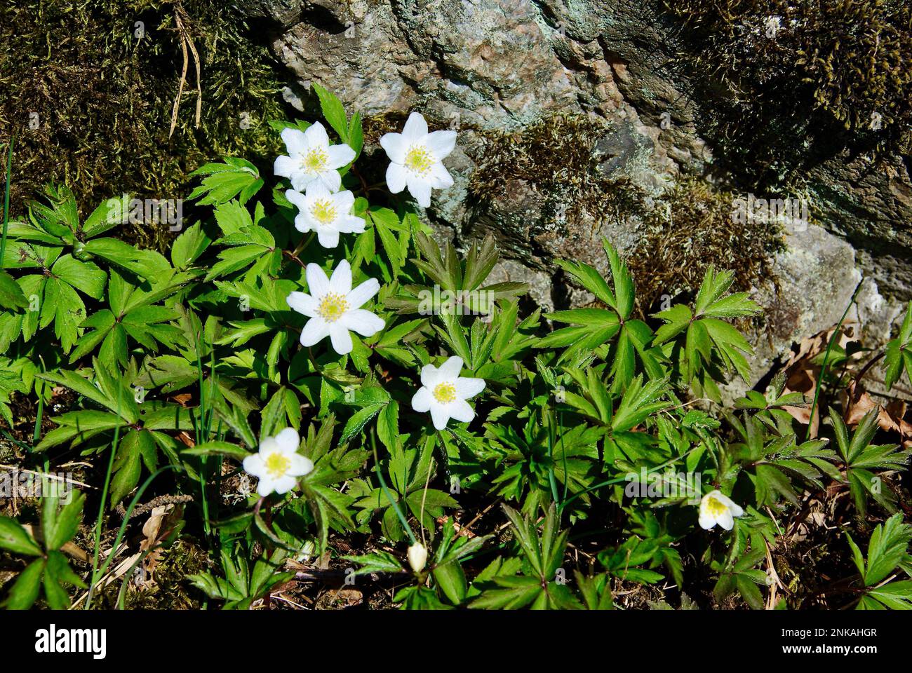 Group of flowering white wood anemones in forest in early spring in ...