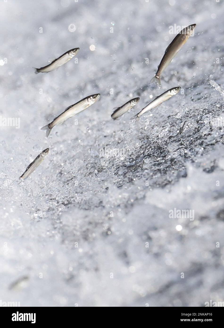 Lots of young sweetfish (Plecoglossus altivelis / Ayu in Japanese) run ...