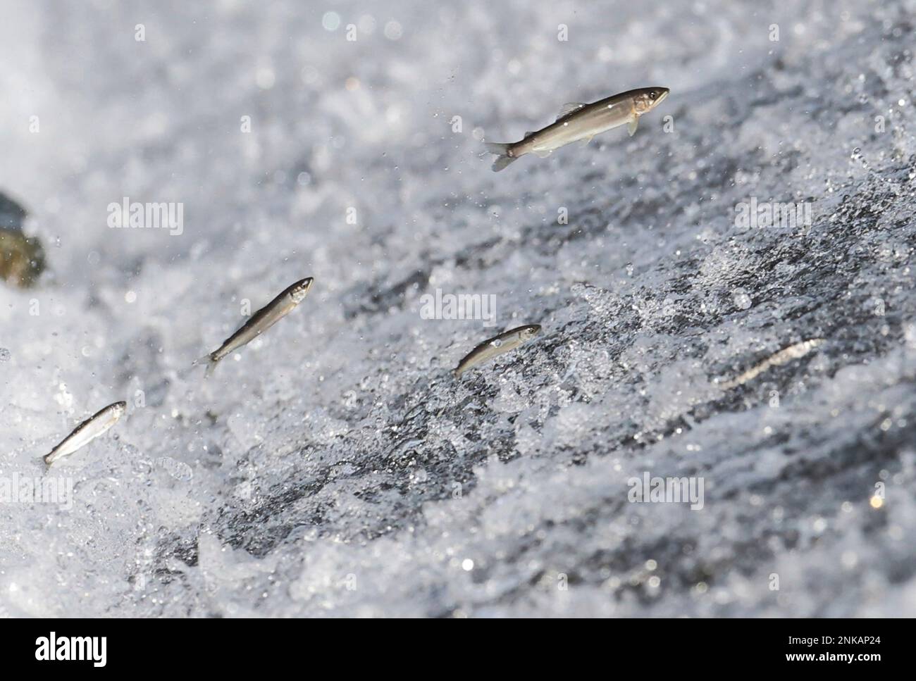 Lots of young sweetfish (Plecoglossus altivelis / Ayu in Japanese) run ...