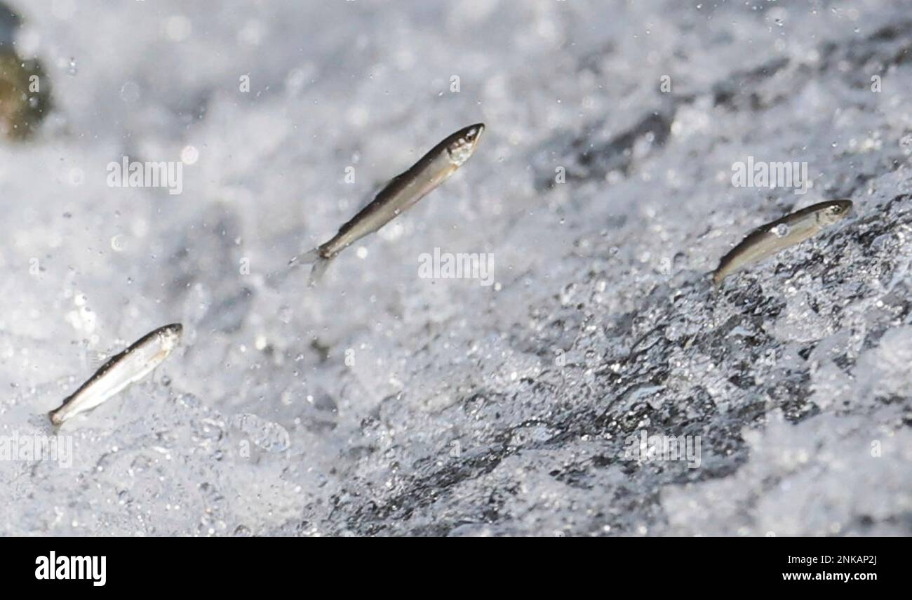 Lots of young sweetfish (Plecoglossus altivelis / Ayu in Japanese) run ...