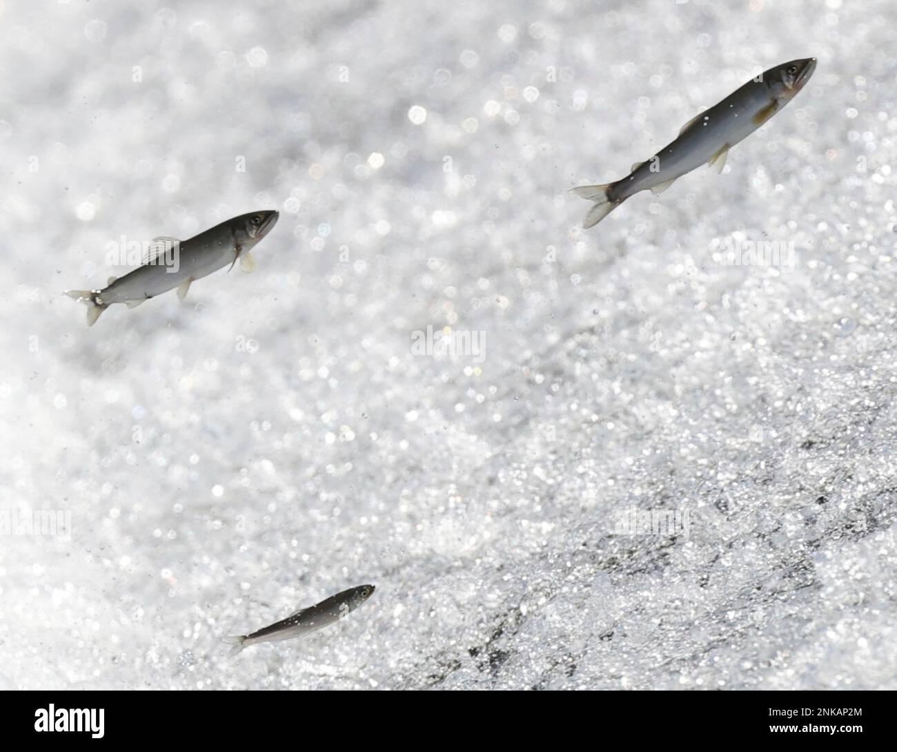 Lots of young sweetfish (Plecoglossus altivelis / Ayu in Japanese) run ...