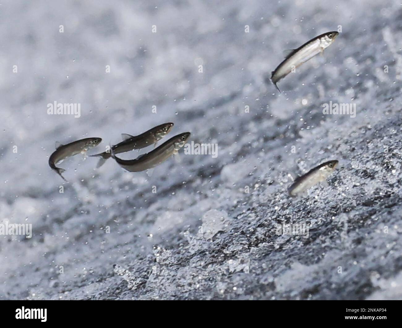 Lots of young sweetfish (Plecoglossus altivelis / Ayu in Japanese) run ...