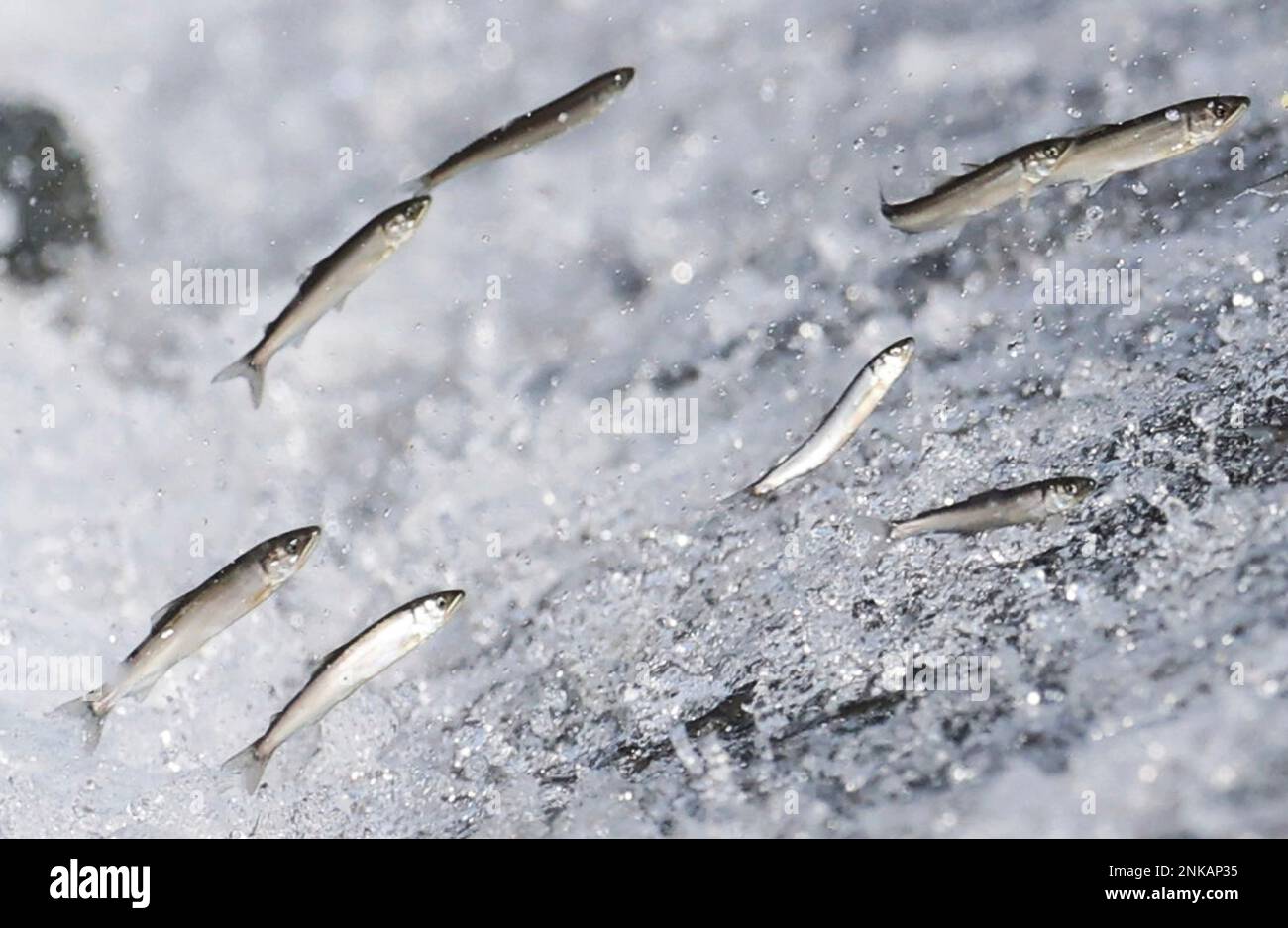 Lots of young sweetfish (Plecoglossus altivelis / Ayu in Japanese) run ...